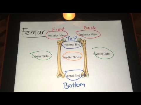 Surfaces of the Femur Bone