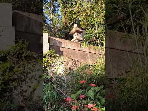 Flower of Death #japan #higanbana