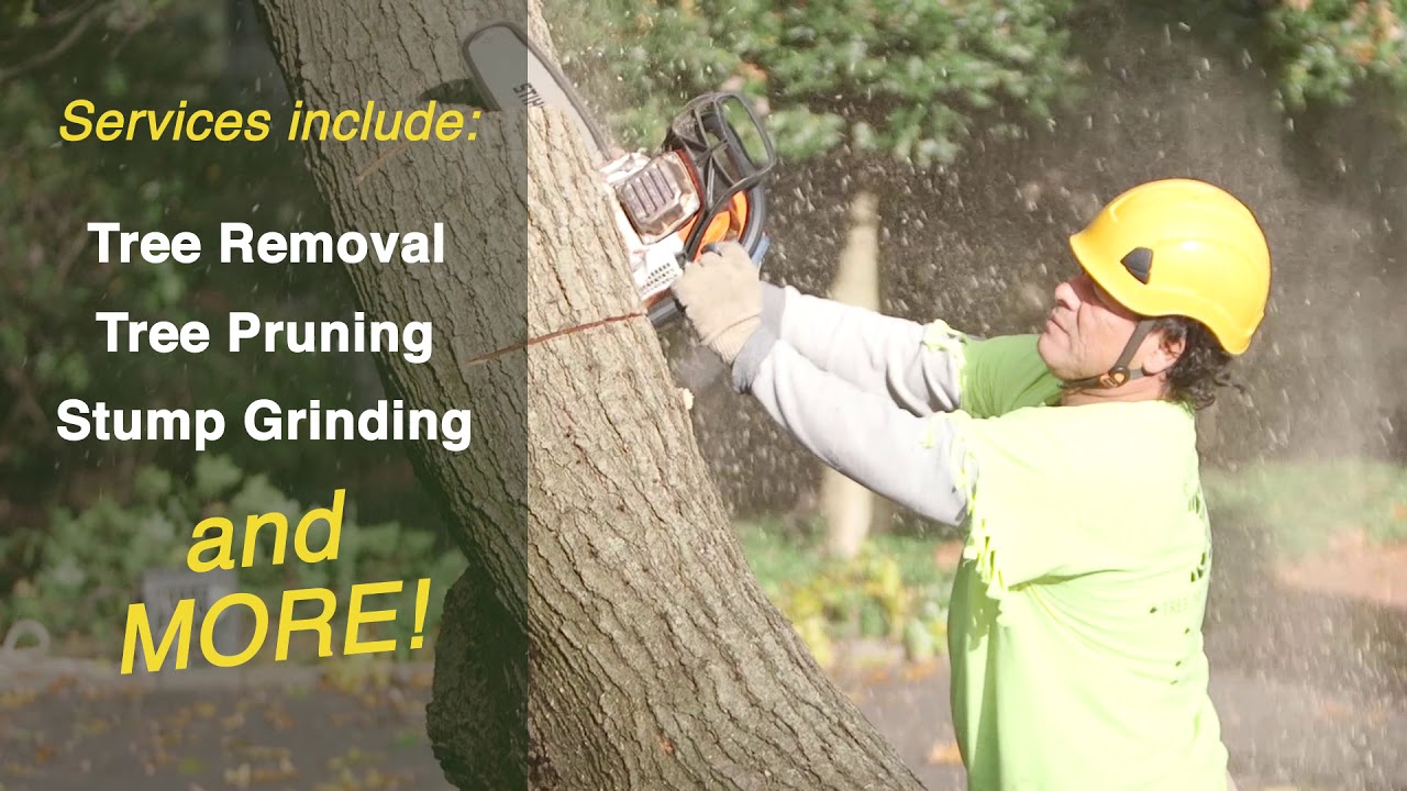 Executive Tree Care v2