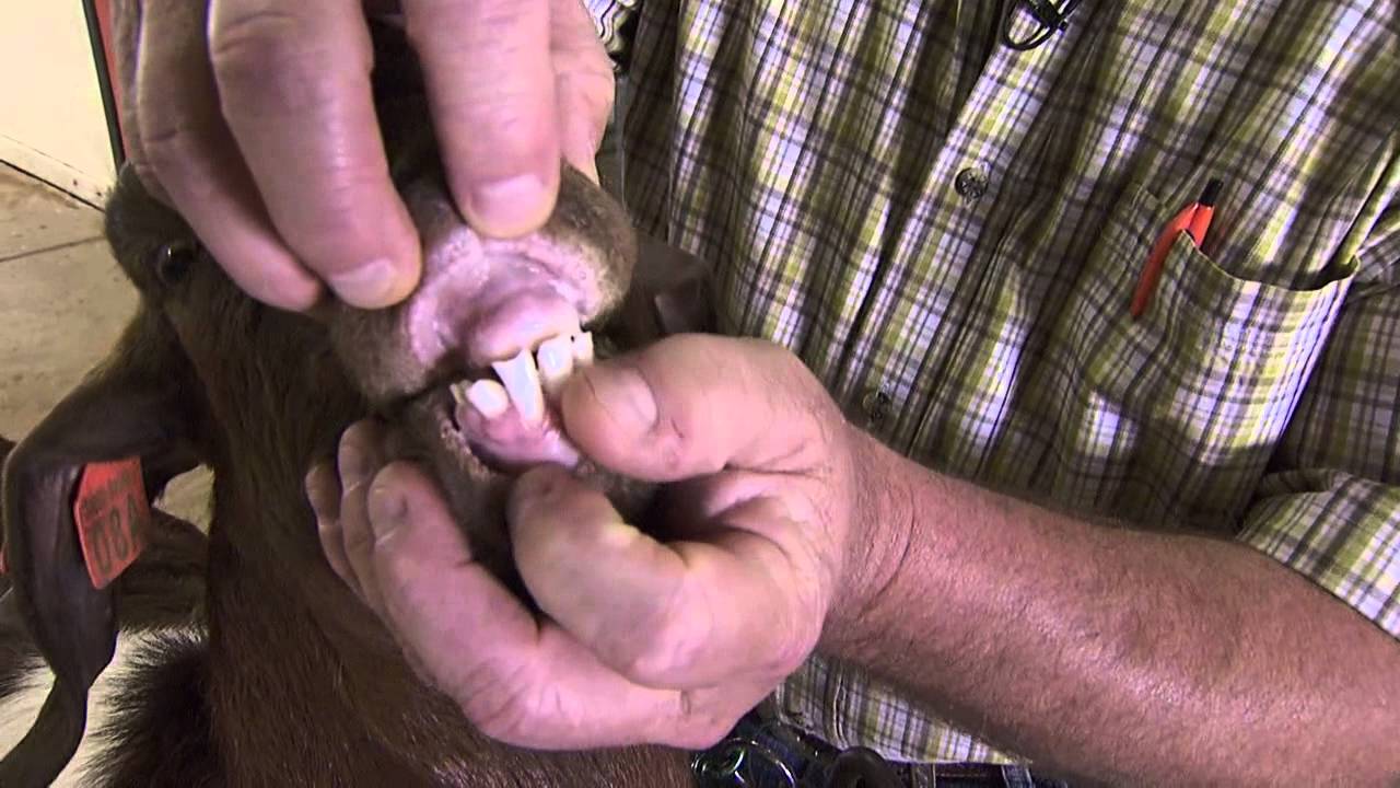 How to Age a Goat
