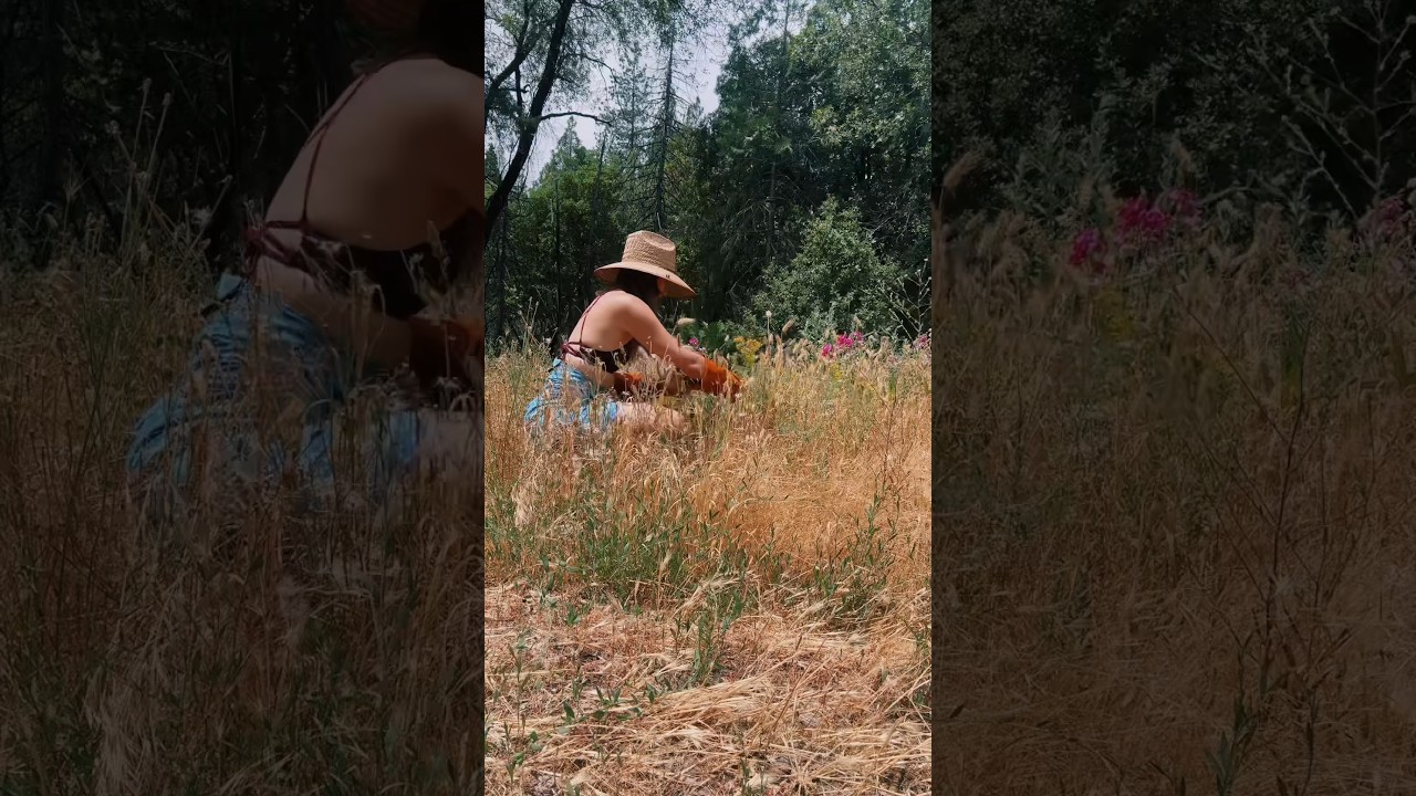 use st john’s wort for these 3 types of depression #herbalism