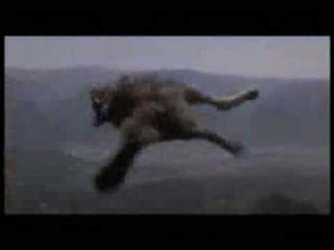 Benji vs. “The Wolf” | Natural History