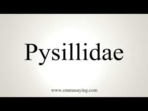 How To Pronounce Pysillidae