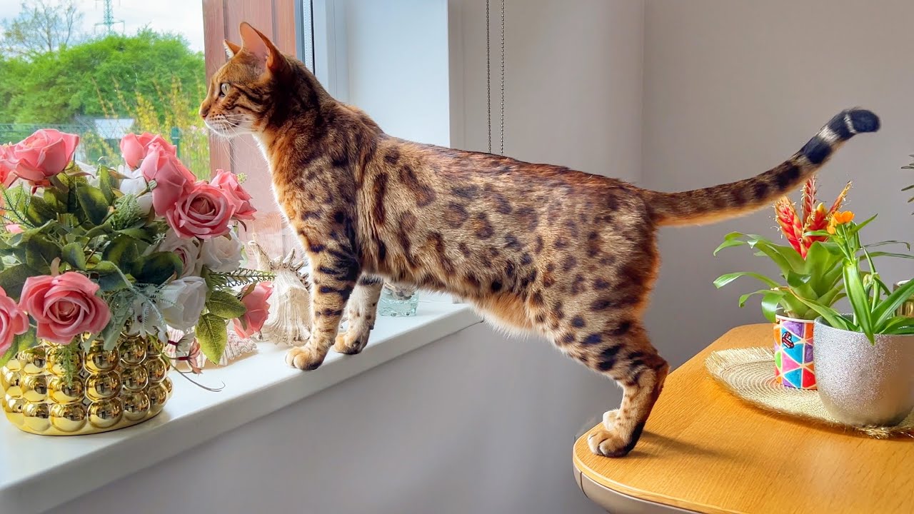 Gatos que parecen tigres, porque en realidad no puedes tener un animal salvaje #bengala #gatomont...