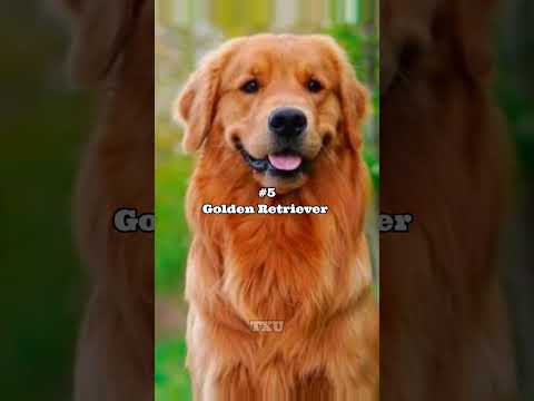 The 10 Cutest Dog Breeds in the world ๐ 2023 #top10 #shorts #shortvideo #youtubeshorts #shortsfeed