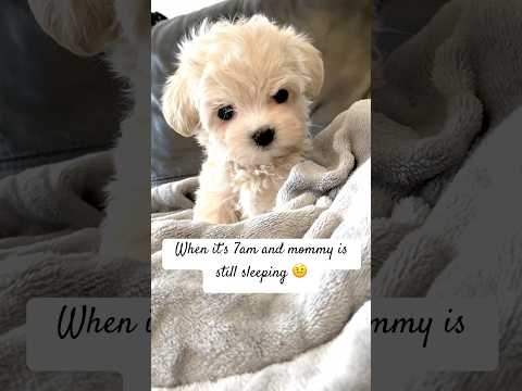 Life with a Maltipoo puppy #puppy #cute #shortvideo #puppyvideos #cuteanimals #dogs