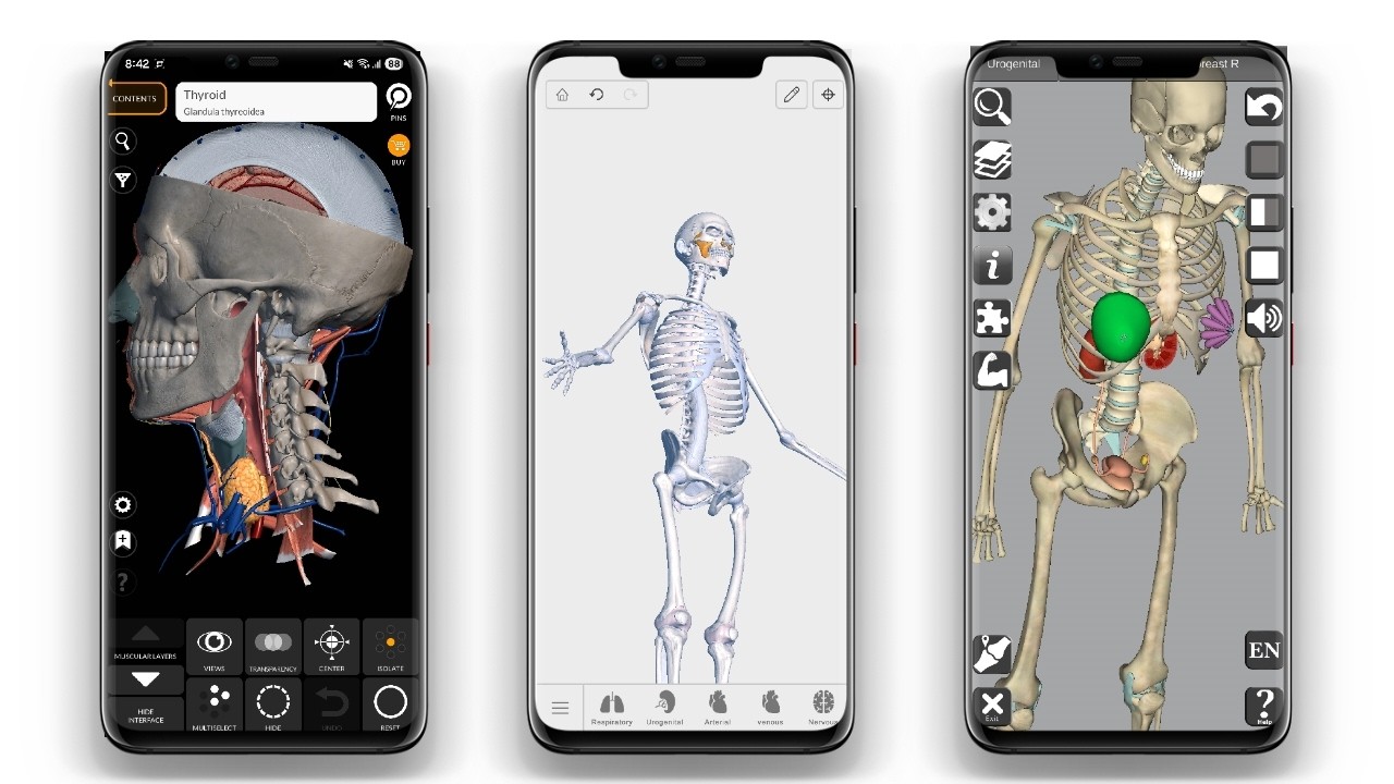 3 Best Free Anatomy 3D Apps for Android 2026