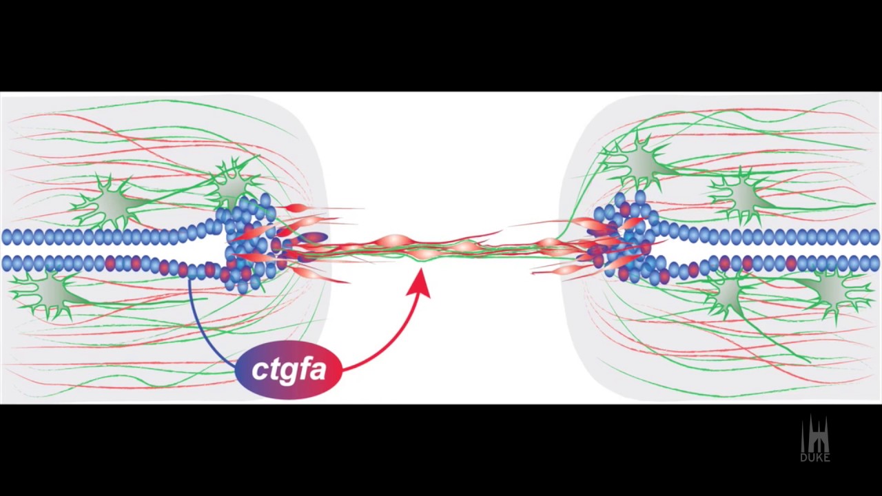 Spinal Cord Injury and Regeneration in Zebrafish