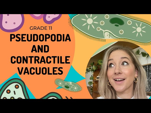 Understanding Protista: The Role of Pseudopodia and Contractile ...