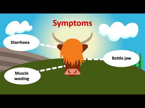 Johne's Disease - HiHealth Herdcare