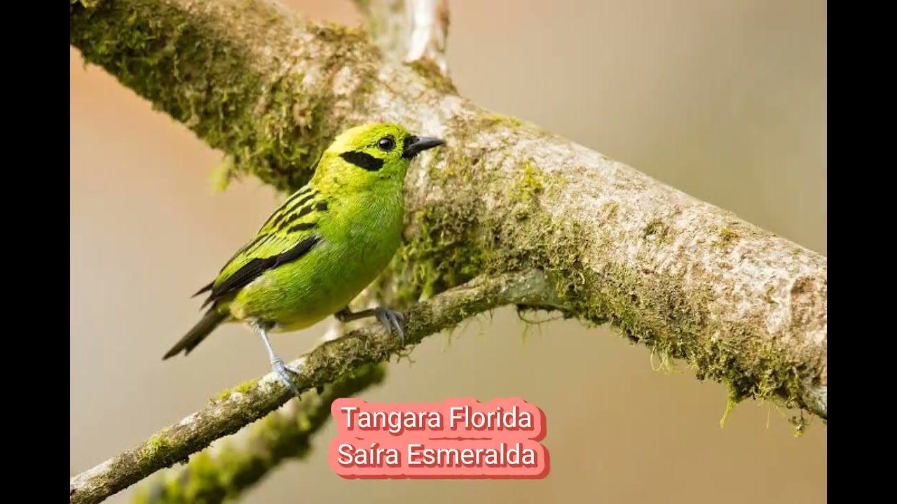A Saíra Esmeralda  ( Tangara Florida  )