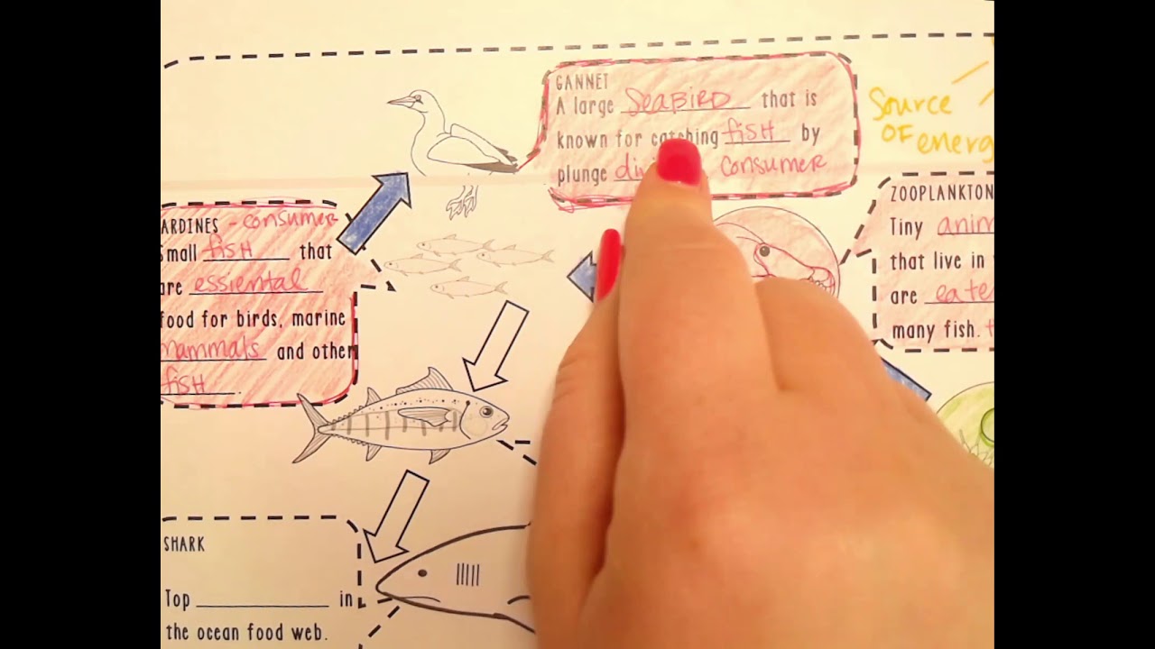 Food Web Doodle Notes
