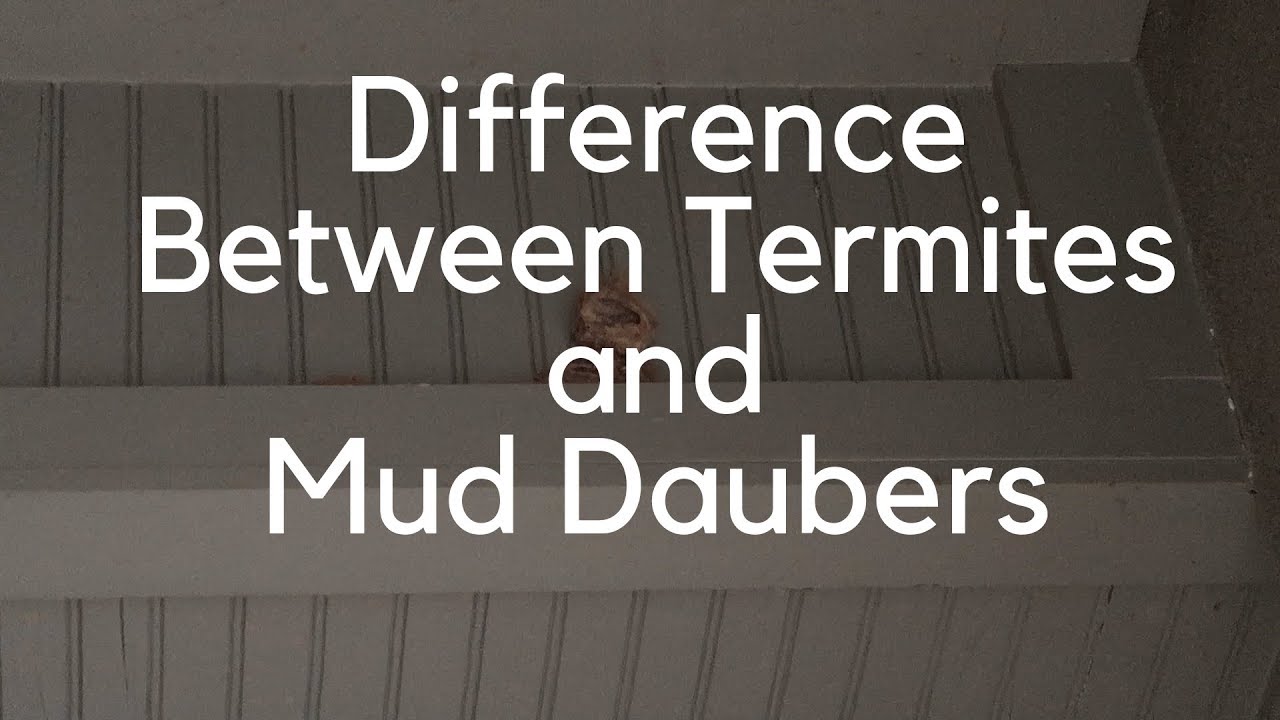 Difference Between Mud Daubers Nest and Termite Tubes