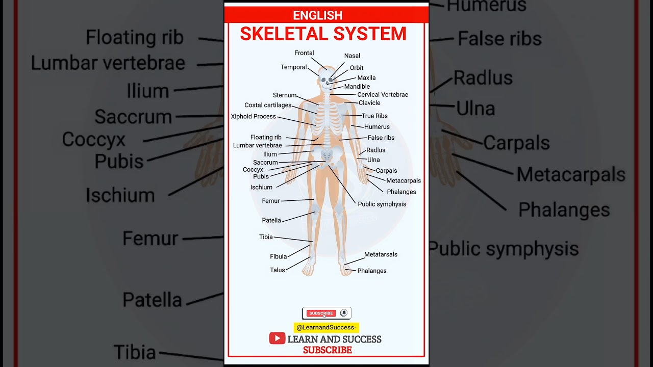 English Skeletal System | Learn Human Bones Easily | Learn and Success