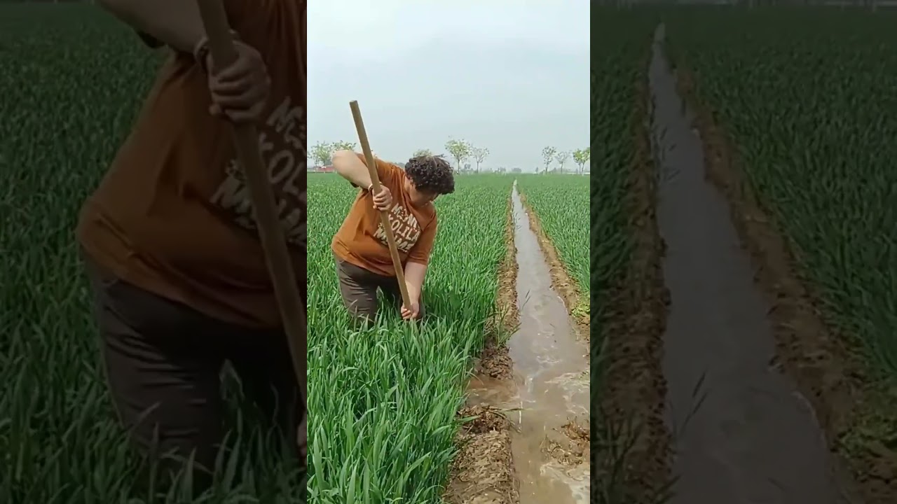 RT MHB001198 mini rotary tillage and ridging all-in one tree 🌲 short view