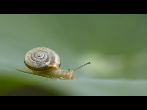 The Metamorphosis of a Bookworm
