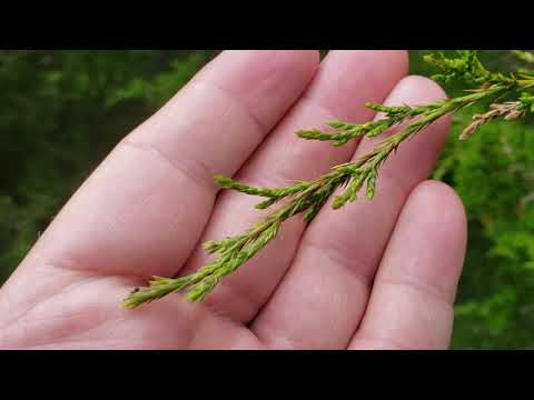 ID That Tree: Eastern Red Cedar