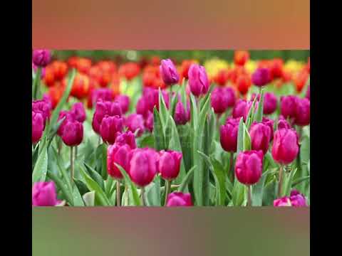 the most common meaning for tulips flower is perfect or deep love