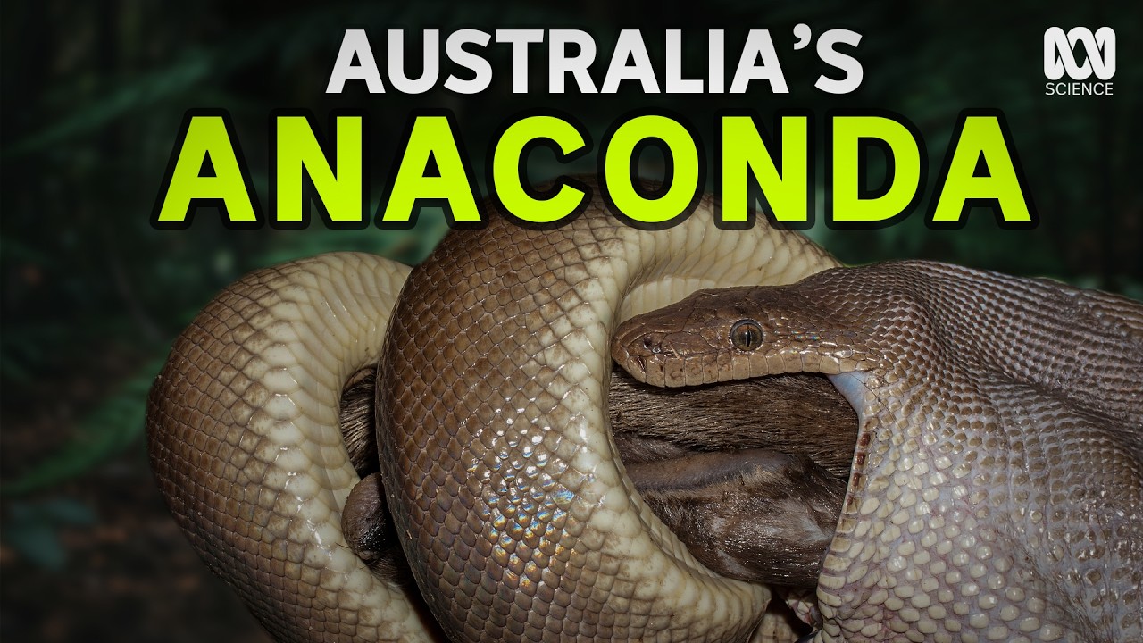 Giant Australian Snake: Tracking Down Pilbara Olive Pythons