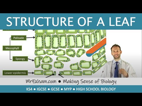 Leaf Structure Video Lecture - Biology for GCSE/IGCSE - Class 10