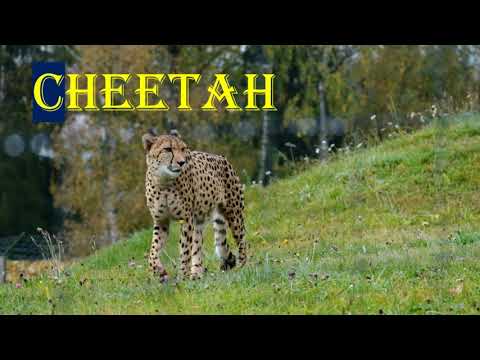 Words That Start With Letter C for Toddlers | Kids Learning Videos