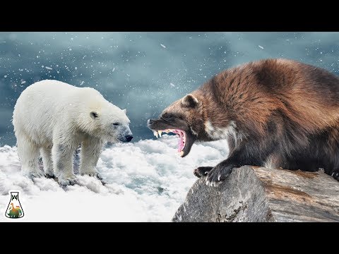 Why wolverines are so ferocious?