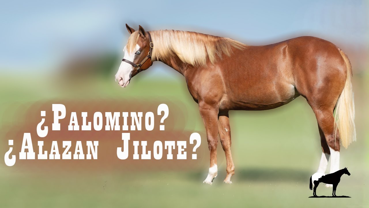 Palomino or Baby Chestnut? Don't get confused! (Gen Flaxen)🐴 - Del Cerro Soy