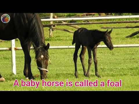 What are baby animals called new | learn baby animals names| Animal babies names in english