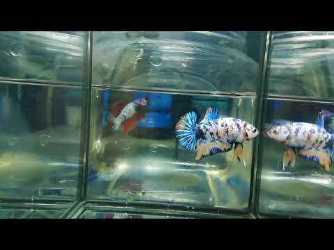 Icing Sahara Betta