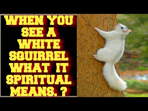 WHEN YOU SEE A WHITE SQUIRREL WHAT IT SPIRITUALLY MEANS ?