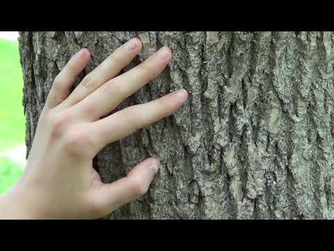 Tree identification: green ash