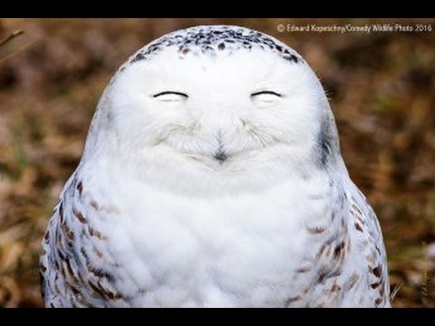 Funny pictures of Animals!