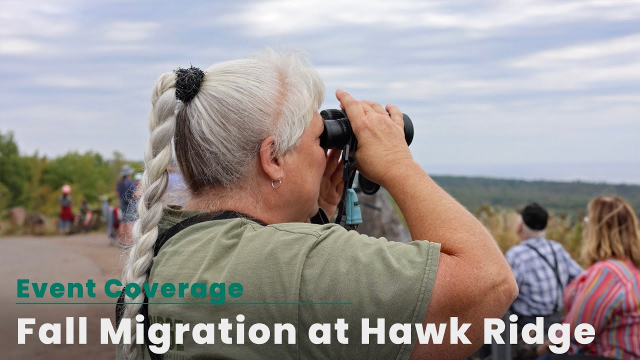 Fall Migration at Hawk Ridge