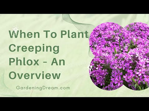 When To Plant Creeping Phlox – An Overview