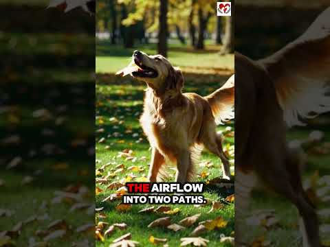🐕 Mind-Blowing Dog Facts That Will Make You Love Your Pup Even More | Amazing Canine Science