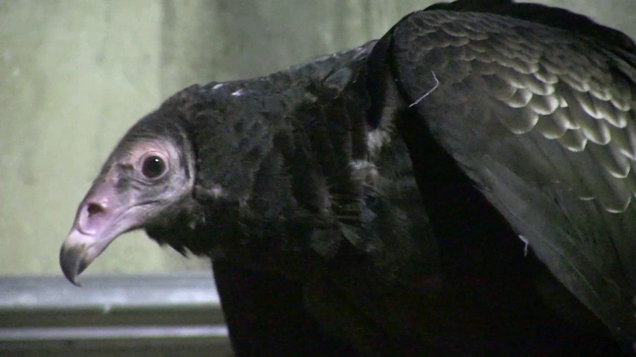 Meet Gomez the turkey vulture