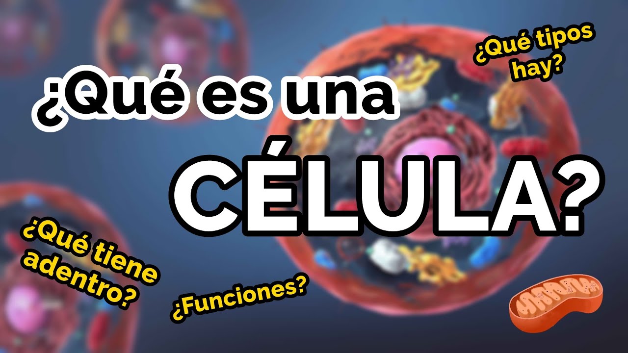 Everything you need to know about CELLS 🧫🔍