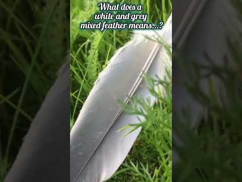 What does a white and grey mixed feather 🪶 means..? 🤔