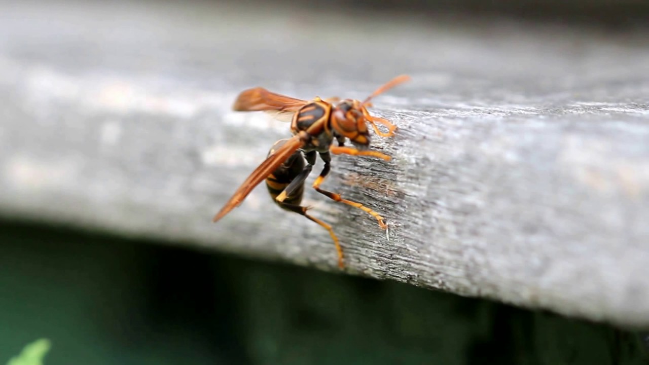 Black Back Paper Wasp