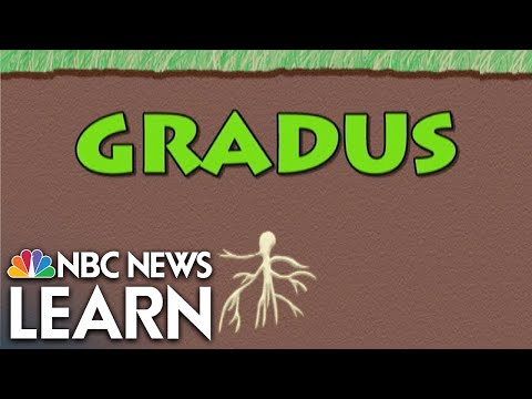 Word Roots: Gradus