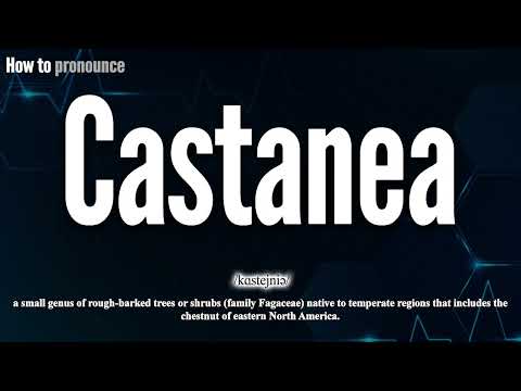 Castanea Pronunciation | How to Pronounce (say) Castanea CORRECTLY | Meaning Definition