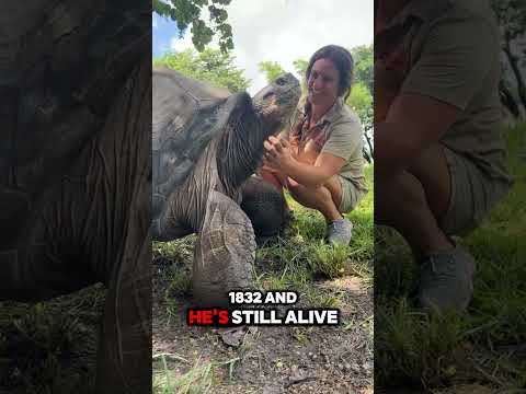The 150-Year Life of a Giant Tortoise