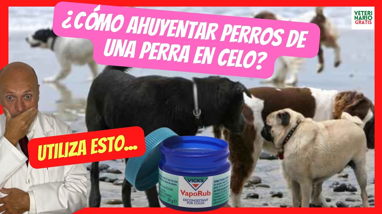 🔴 HOW TO REMAIN DOGS FROM A BITCH IN HETRY WITH VICKS VAPORUB? 🔴