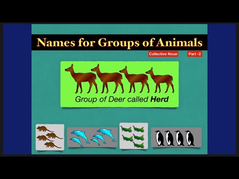 #animals Names for Groups of Animals || Collective Noun | Part -2