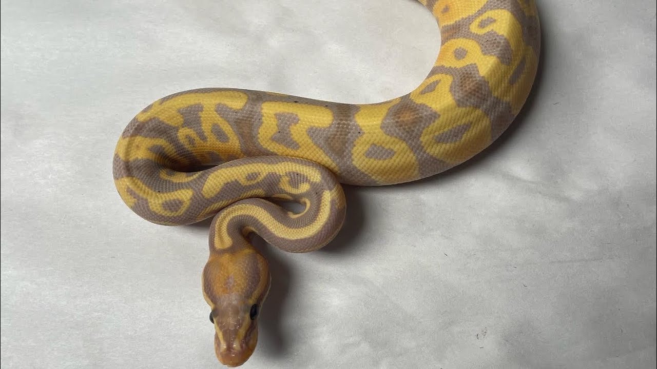 Ball Python 2023 HOLD BACKS!!!