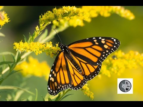 Monarch butterflies in Quebec, Canada | Dear Kitty. Some blog