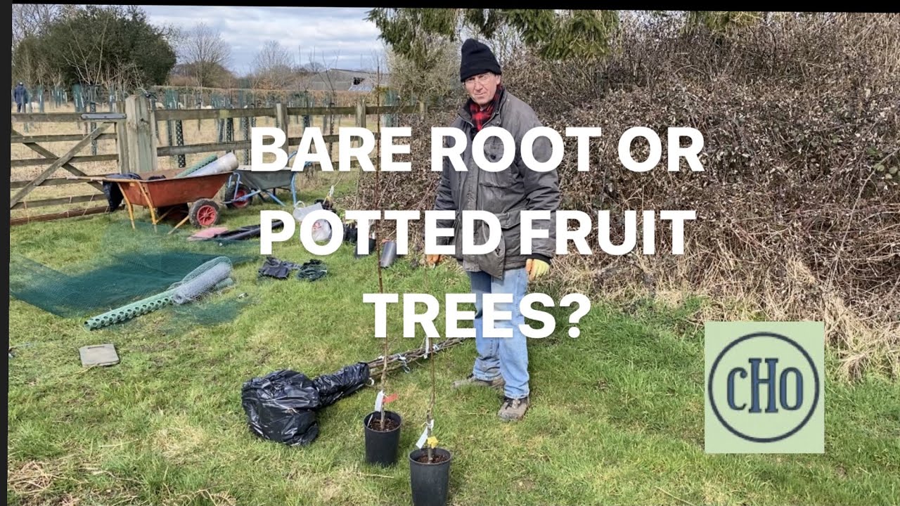 Bare Root vs Potted Trees