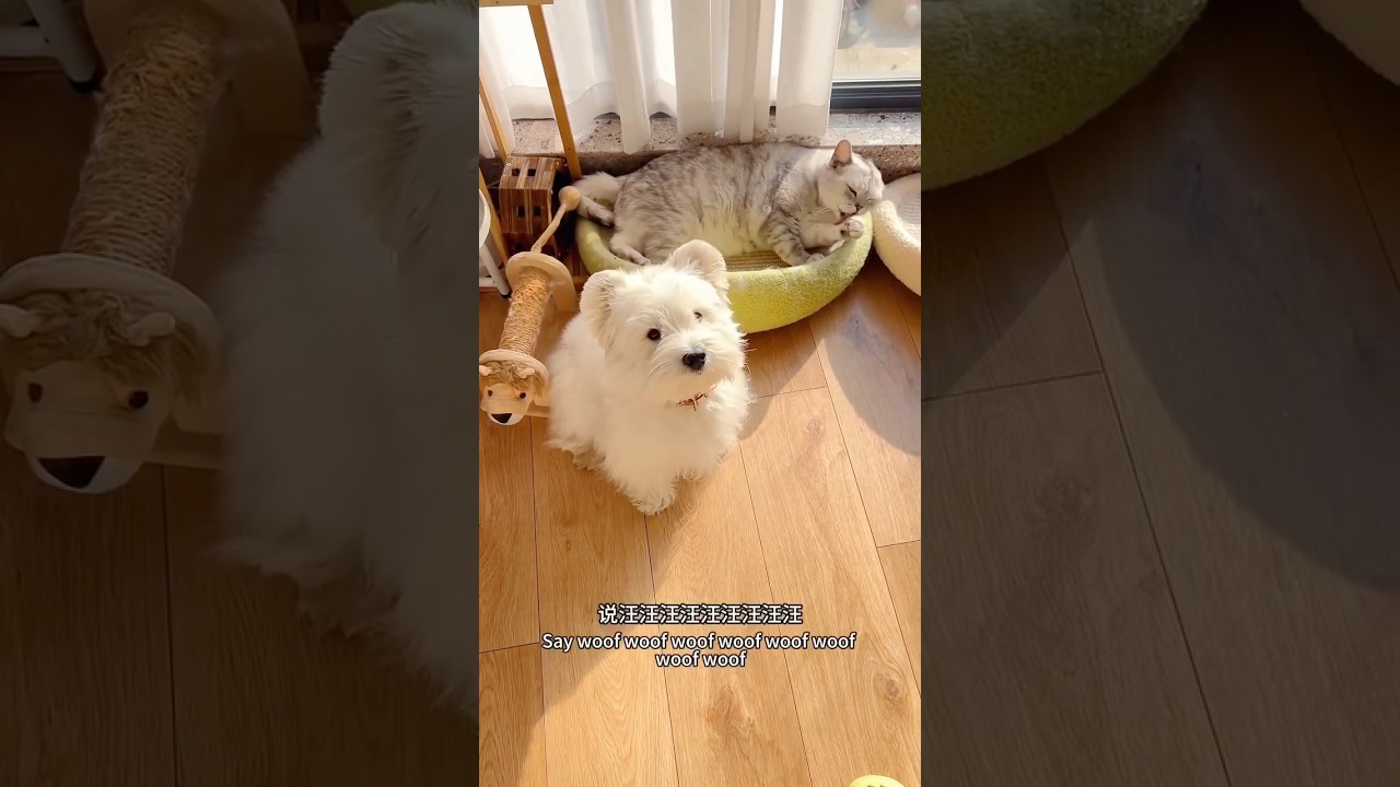 Wangwangwangwangwangwang!! #dog #cute #westhighlandwhiteterriers