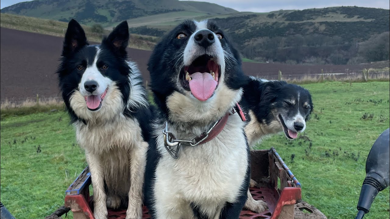 border collie 101, about the breed