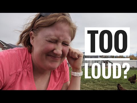 How Loud/Noisy are Chickens? (What your neighbors will hear)
